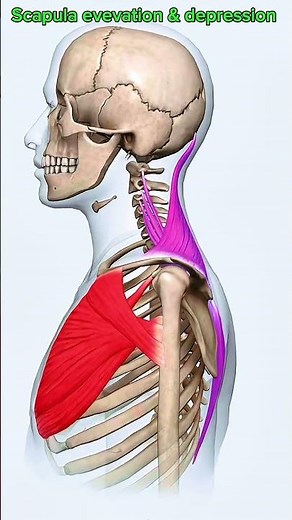 Scapula Elevation and Depression #anatomy #scapula