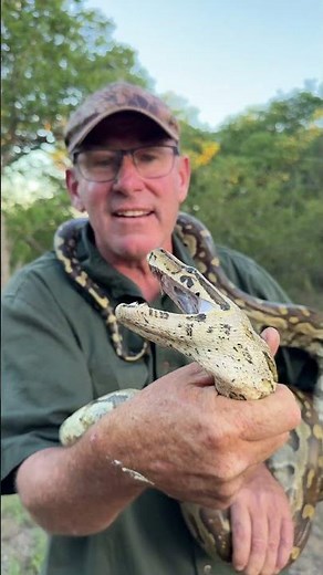 Look inside the mouth of this African Rock python - he has several rows of backward facing teeth! 🐍🤩
