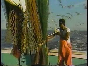 Harvesting Georgia Shrimp