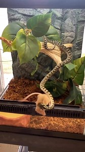 ⚠️ Live Feed ⚠️ Young carpet python with an amazing arboreal reach . Some snakes just respond better to live, warm bodied prey . | Shaun Jones Jr