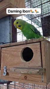 Daming Parakeet 🦜 #aviary | TPB