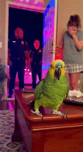 I’m quiet, not weak. #youtubeshorts #funny #talkingparot #parrot #shorts