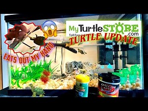 My Turtle Store Update 🐢 (Baby Yellow Belly Slider)