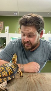 More OTIS the Turtle Please 🙌🏻 #otistheturtle #boxturtle #gardenstatetortoise #funnyanimals | Garden State Tortoise