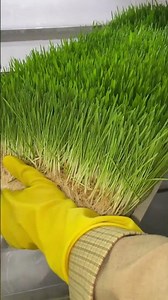 Hydroponic Fodder: Turn 1 kg Barley Seeds into 8 kg Fresh Feed for Animals! #hydroponicsystem #farm