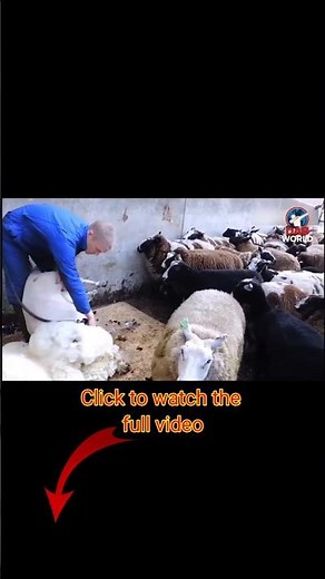 From Sheep's Wool to Garments: The Magical Journey of Wool! | Wool Production Process