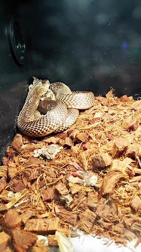 Venomman20 on TikTok