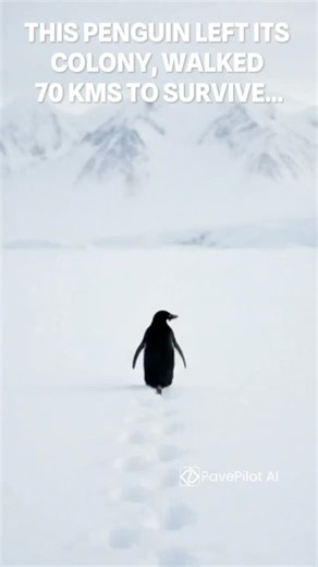 Your Brand Should Not Be A Nihilist Penguin! Transform your raw product photos into cinematic, scroll-stopping reels instantly with ‪@PavePilotAI‬ PavePilot AI is your AI-powered video generator for lifestyle brands. Upload an image, pick a template or customize your inputs, and download a high-quality Reel optimized for sales. ✨ Perfect for: → Instagram Reels → TikTok Ads → Meta Product Campaigns Built for DTC brands, founders, and marketers who move fast. 👉 Try PavePilot AI now: https://pavep