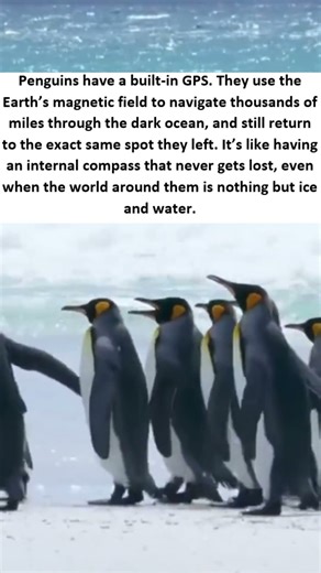 Penguins have built in GPS