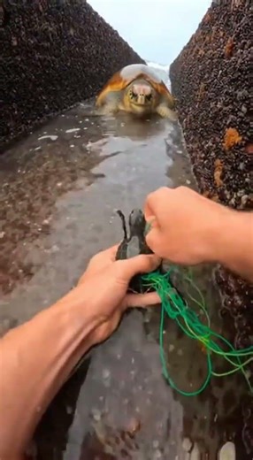 Hands Sliding Netting in a Rocky Tide Channel