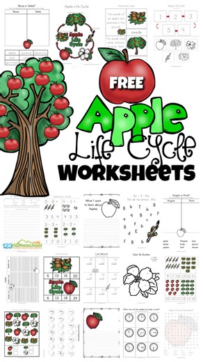 🍎 FREE Apple Life Cycle Printable Worksheets https://www.123homeschool4me.com/free-apple-life-cycle-printable-pack/ | 123 Homeschool 4 Me
