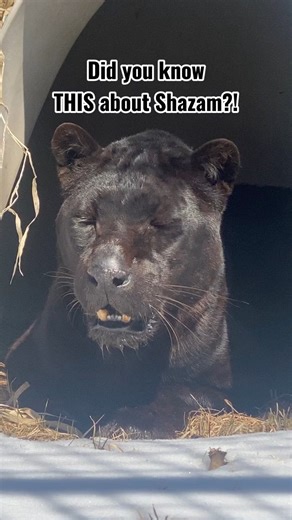 1.5M views · 10K reactions | Did you know these facts about Shazam? #blackleopard #leopard #bigcat #bigcats #rescue #rescuedcat #rescuedcats #rescuedcatsofinstagram #bigcatsanctuary #wildcatsanctuary #animalsanctuary #sanctuarylife #quiettime #catlover #minnesotanonprofit #catsofinstagram | Wildcat Sanctuary | Facebook