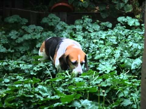 Chet Faker - Cigarettes and Chocolate