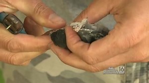 Tree Swallow Project/Banding