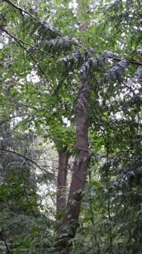 Part 12 @WildBeare #outdoors #camping #survival #foryou #fyp #campinglife | WildBeare