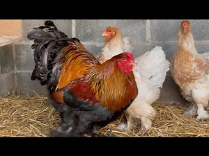2021 PUREBRED CHICKEN BREEDING