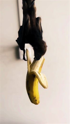 #batman #bat #🦇 #asmr #asmrsounds #asmrvideo #wildlife #🇲🇺🇲🇺🇲🇺 #🇲🇺