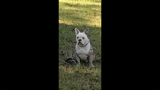 31 reactions · 4 comments | Here is just a little bit of what we do in a week. We can help with whatever your training needs are. Training programs range from $300 to $860, and puppy training under 20 weeks is always free. | Deridder Dog Training Studio | Facebook