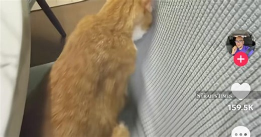 #NSTviral: Sulking cat over ketupat and rendang steals hearts online | New Straits Times