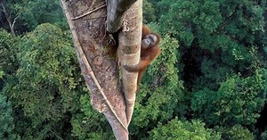 Palm oil boycott could actually increase deforestation – sustainable products are the solution