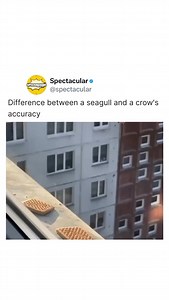 Crows and seagulls differ notably in their accuracy, especially when it comes to tasks like grabbing food or navigating obstacles. Crows are known for their remarkable intelligence and precision; they use tools, plan actions, and execute them with careful intent, often demonstrating impressive accuracy in their movements. Whether it’s dropping nuts onto roads to crack them or snatching objects with pinpoint control, crows rely on calculated behavior. Seagulls, in contrast, are more opportunistic