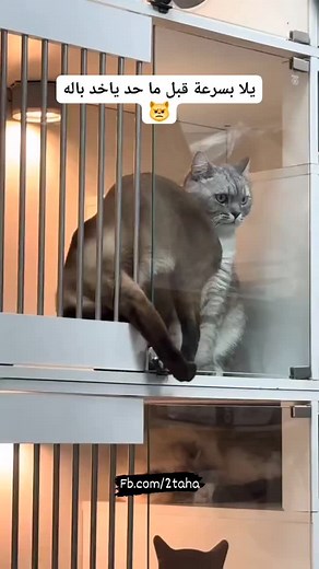 1.4K views · 3.5K reactions | مشمشاااوووو عايز يهرب  ...! . . . . . . Original video: unknown. DM for credit. Text overlay: . #cat #cats #catlover #catoftheday #catsofinstagram #قطة #قطط | Taha Mohammed | Facebook
