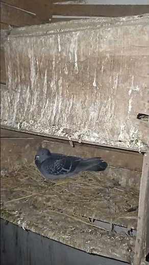 Pigeon Breeding Setup box system