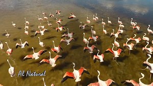 Al Natural: Rol de otras aves 🏞️🐦‍⬛ En este nuevo capítulo de Al Natural, continuaremos aprendiendo sobre el papel de las aves en nuestros ecosistemas. #AlNatural | Al Natural