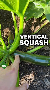 Training squash to grow up instead of sprawling everywhere saves so much space it's ridiculous. Most people let their vines take over like they own the place, but a stake and some twine changes everything. Suddenly you've got your garden back instead of a squash jungle. Vertical squash is way healthier too. Leaves get proper airflow so powdery mildew can't take hold, and vine borers can't hide in the base like sneaky garden gremlins. It's like giving your plant a penthouse instead of a damp base