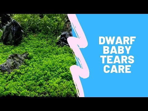Dwarf Baby Tears Care: Growth rate, Water temperature, Dry Start Method and Co2