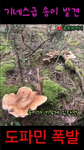 Discovering a giant pine mushroom, a dopamine explosion