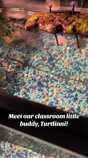 #classroom #turtle #pets #petsoftiktok