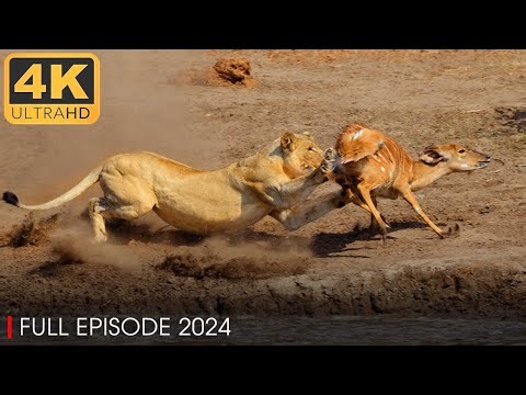 WILD NAMIBIA | Lion for Survival in the Vast Desert | Nature Animal Documentary