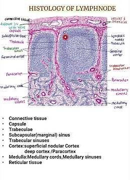 Histology of LYMPHNODE