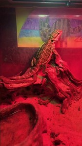 I pulled the ultimate yoink on my pet lizard