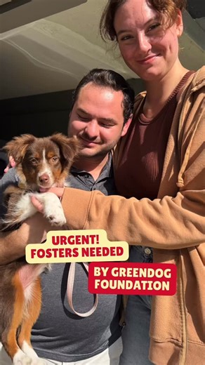 Calling all South Orange County and surrounding areas! @greendogfoundation needs fosters to help the ones in over crowded high kill shelters to have a place to go🙏 COSTS ARE ZERO! Food, Vetting and Basic Supplies PROVIDED🙌 Looking for something rewarding to do this 2026? This is it… meet other animal lovers, enjoy adoption events and be part of a supported team🐶 Scan QR Code to apply or Go to our website: www.greendogfoundation.com Sharing is Caring🐾 #fosteringsaveslives #beapartofthesolutio