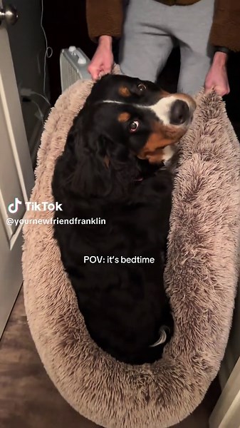 He loves his crate.. he was just being stubborn lol 😭 #bernesemountaindog #dogsoftiktok