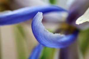 My Favorite Iris Perfumes with Real Orris Essence - Bois de Jasmin