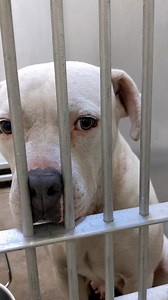 12K views · 411 reactions | ❤️ RESCUED by CODE RED ANIMAL PROJECT INC ‼️ SPECIAL NEEDS ‼️ 殺HELEN is a sweetheart that happens to be deaf. She was surrendered for unknown reasons and is looking for a new home that knows how to communicate with her. 3 yrs old Cage 18 #231226 Adoption $95 includes spay, rabies vaccine and microchip | Advocates for the Animals at Greenville Animal Control Shelter | Facebook