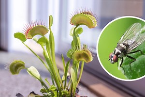 7 Carnivorous plants you can use to catch flies in your home - including Sundew, Venus Fly Trap & Dewy Pine