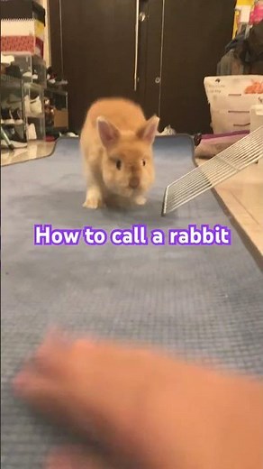 How to call a rabbit