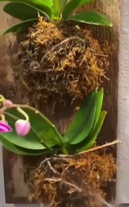 DIY Orchid Display 😍 | Orchid Kingdom