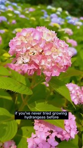 The Thrill of Growing Your Own Hydrangeas from Seed #HydrangeaSeeds #GardeningTips #SeedStarting | Seeds Connectorg