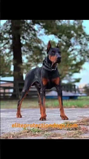 Elite Protection Doberman | Obedience & Power in Real-Life Scenarios