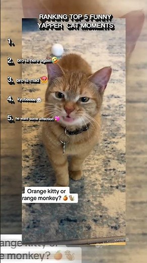 TOP 5 FUNNY YAPPER CAT MOMENTS 🥰🥰🥰