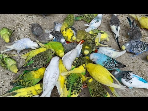 Most Hungry budgies fighting for their food loud sounds and feeding chicks 🐥