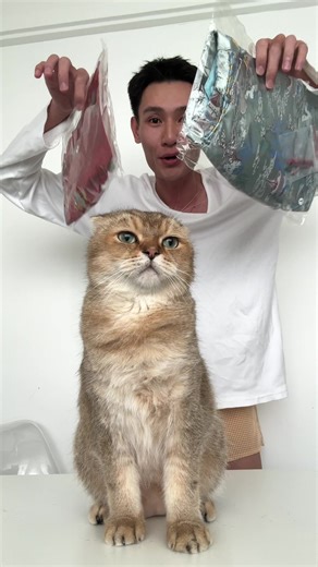 Unbox đồ Tết cho chàng mèo | unbox