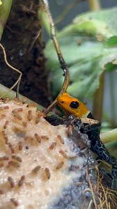 2 for 1 poison Dart Frog Catching Flies! #simulatinganecosystem #fypシ゚viralシfypシ゚ #terrariumecosystems #fbreels #facebookreelfyp #facebookreels #foryoupage #bioactive #bioactiveecosystem #poisondartfrog #poisonarrowfrog #vivarium #terrarium #indoorecosystem #poisonarrowfrog #frog #frogeating #amphibian #exoticpet | Alternateaquatics