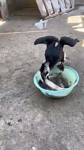 A perfect swallow 🦅🐟🎉 #CormorantCatch #BirdsOfPrey #NatureVibes | Fishing Birds