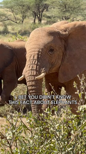 🐘 Elephants have unique “fingerprints” on their ears. The patterns of veins and folds are different for every individual, just like human fingerprints.❤️❤️❤️ #buffalospringsnationalreserve #elephantsofinstagram #kenyansafari #shotoniphone #wildlifeonearth #responsibletravel #ethicaltravel #bucketlistadventures #safari #wildlifereel #africansafari #elephant🐘 #wildlifesafari #wildlifereels #elephantlovers #elephantreels #samburunationalreserve #samburuelephants #travelreels #didyouknow #elephant
